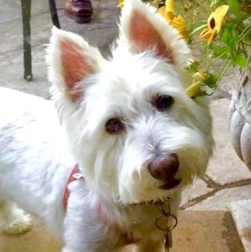 “Reggie The Egyptian Rescue Dog”: The Final Cut: The New Rat Pack ...