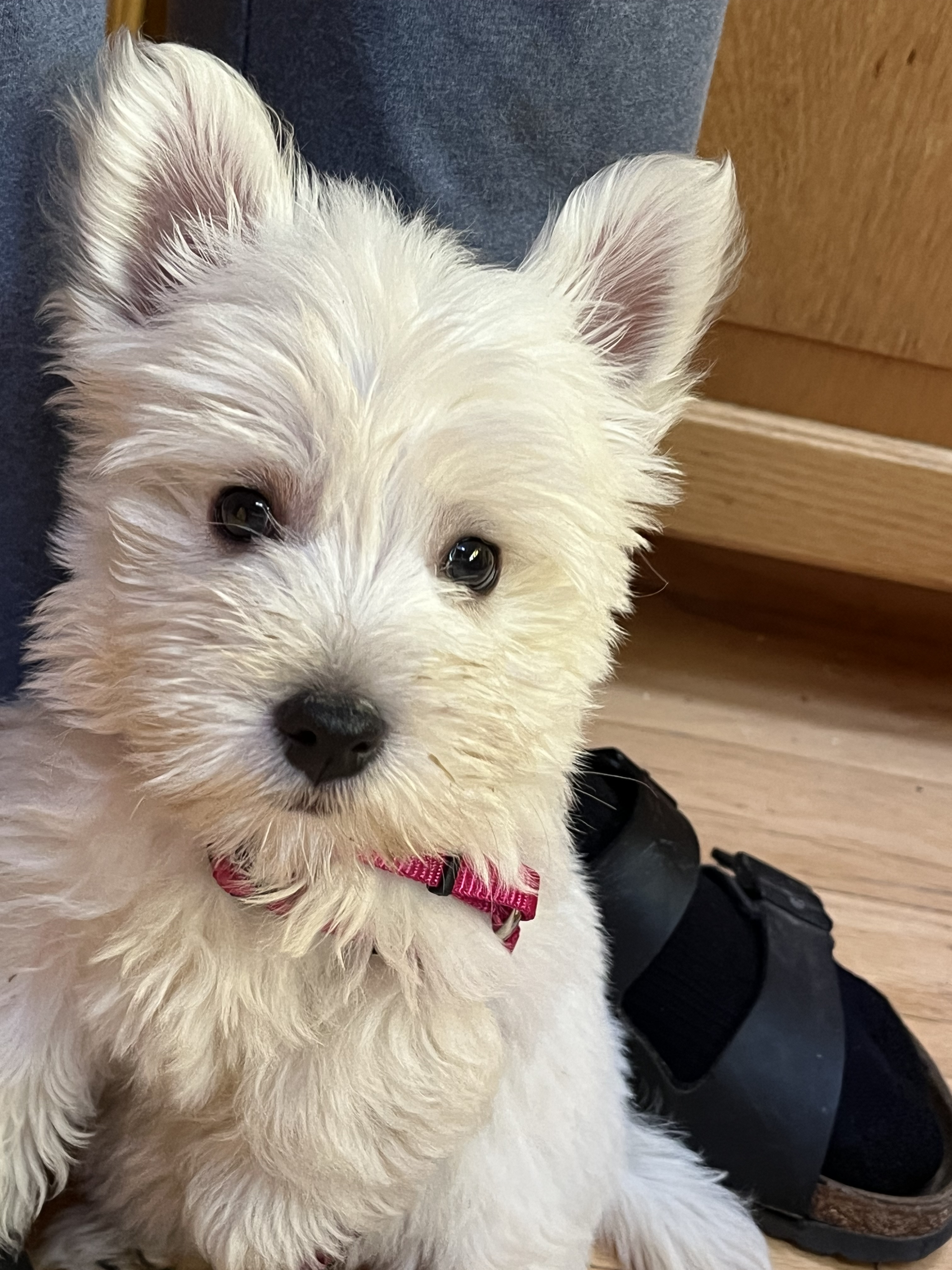 “Lost in Puppydom: Rory Dylan Stephen’s Puppydom”: AND YOU THINK A ...