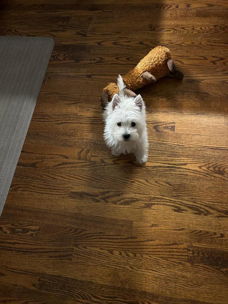 “Lost in Puppydom: Rory Dylan Stephen’s Puppydom”: I MEET MY GODFATHER ...