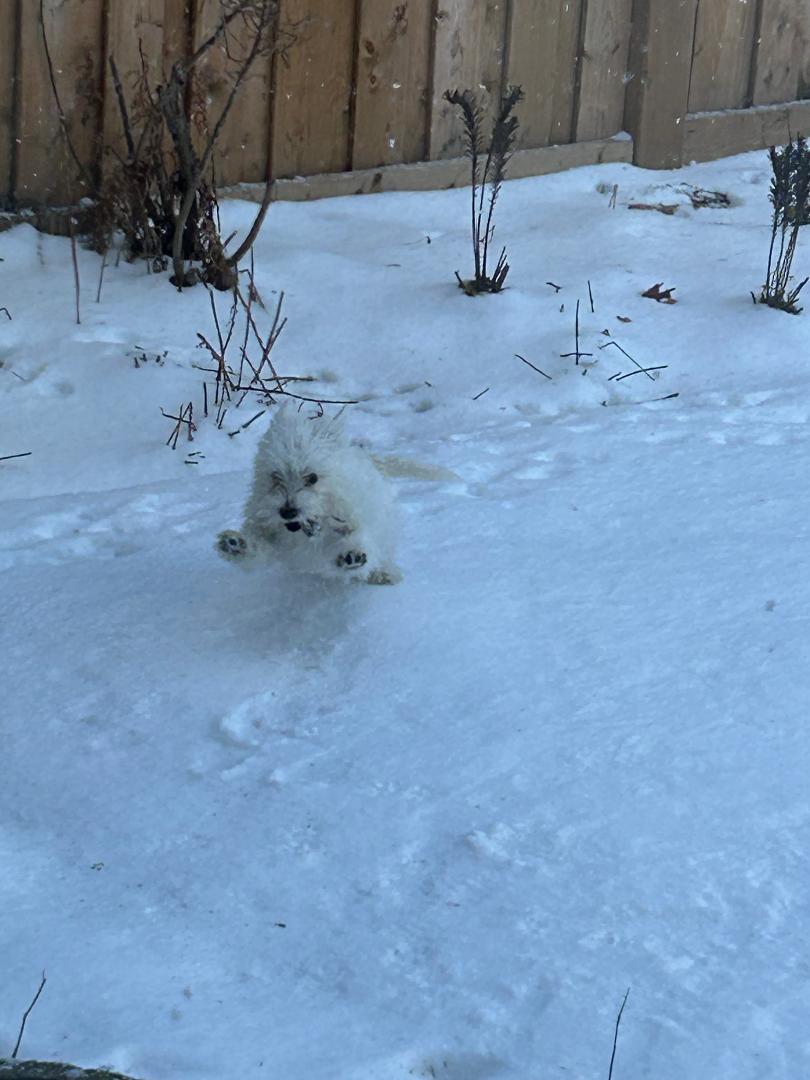 “Lost in Puppydom: Rory Dylan Stephen’s Puppydom”: THE ABDUCTION OF ...