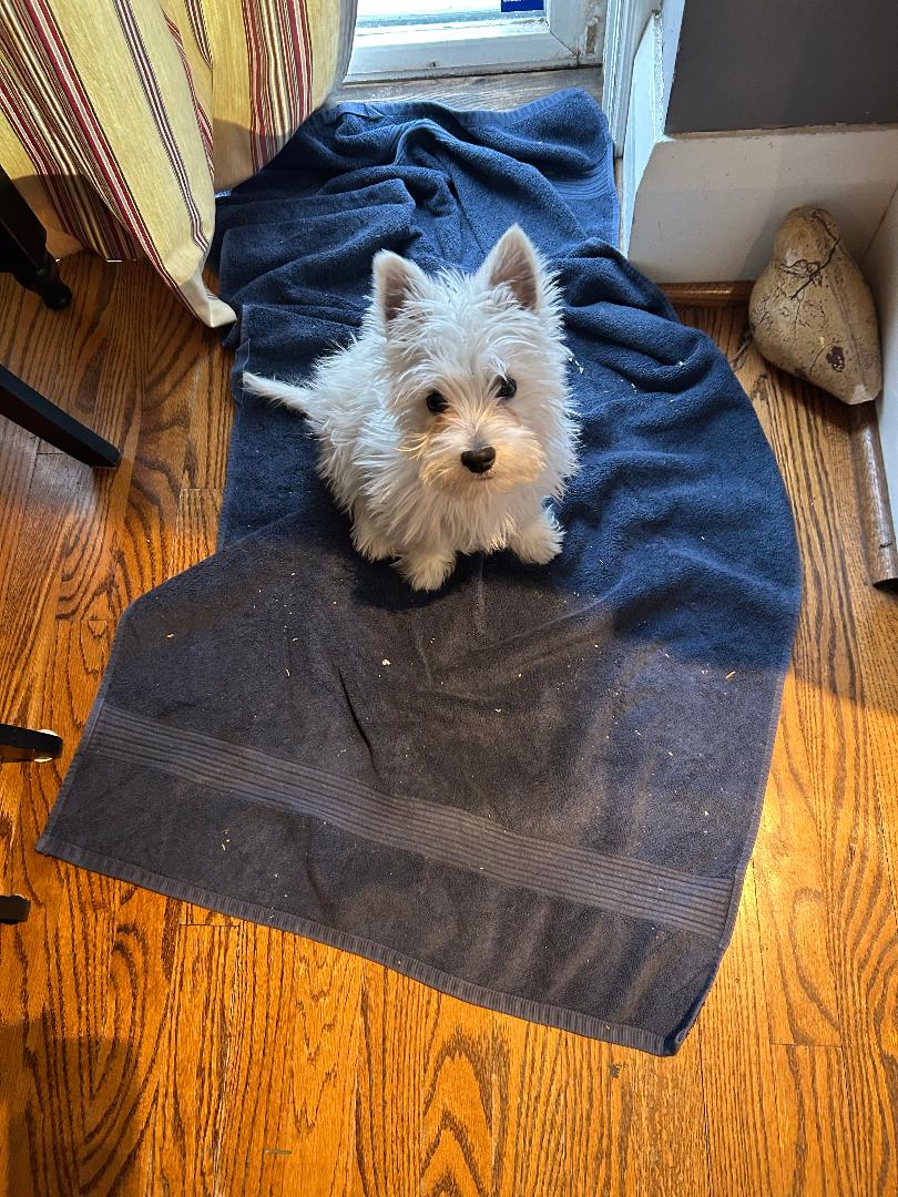 “Lost in Puppydom: Rory Dylan Stephen’s Puppydom”: ON THE EIGHTH DAY OF ...