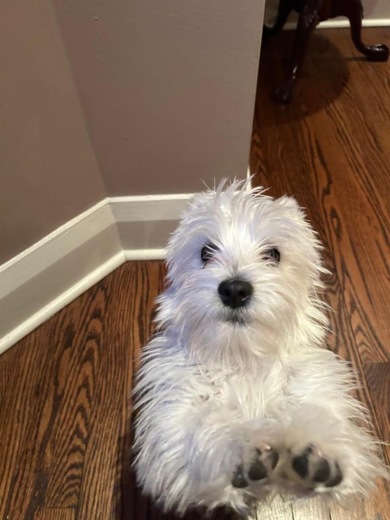 “Lost in Puppydom: Rory Dylan Stephen’s Puppydom”: RORY’S REFLECTIONS ...