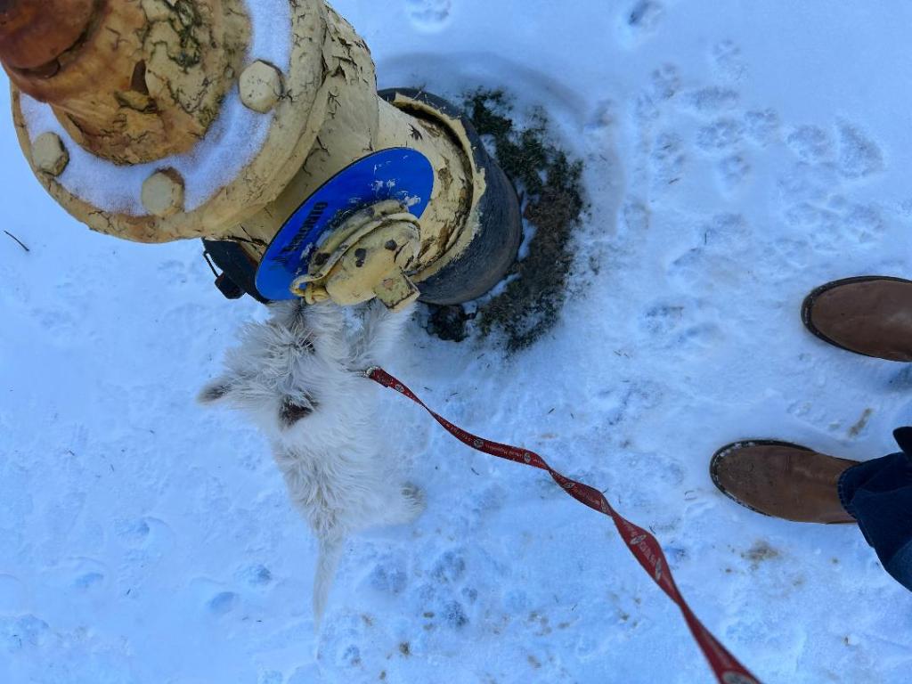 “Lost in Puppydom: Rory Dylan Stephen’s Puppydom”: THE HOLY GRAIL CALLS ...