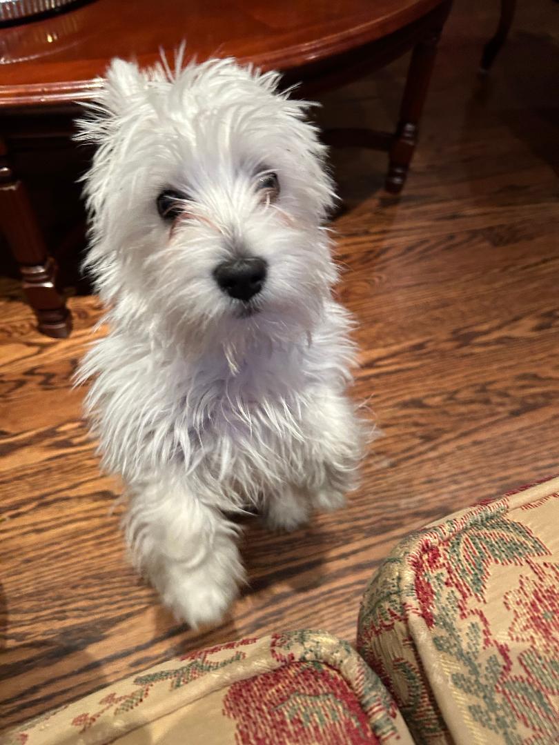 “Lost in Puppydom: Rory Dylan Stephen’s Puppydom”: BRAVE NEW WORLD – A ...