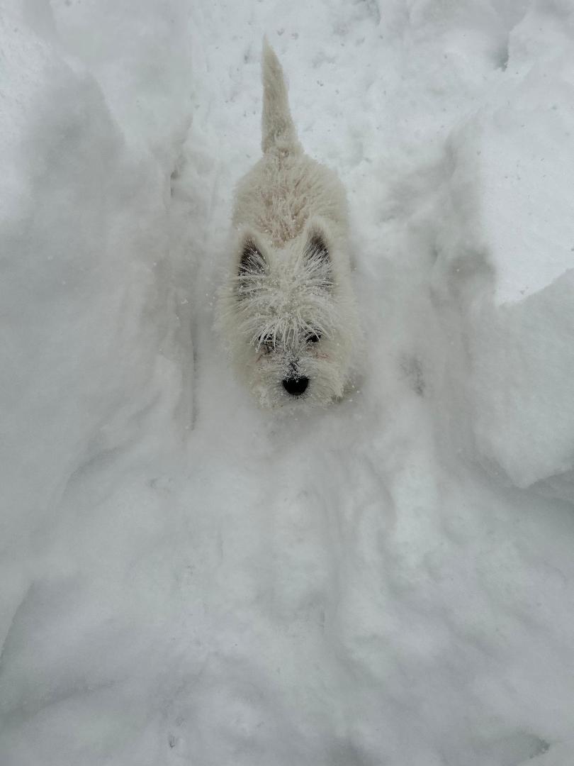 “Lost in Puppydom: Rory Dylan Stephen’s Puppydom”: A Rory Puppyism ...
