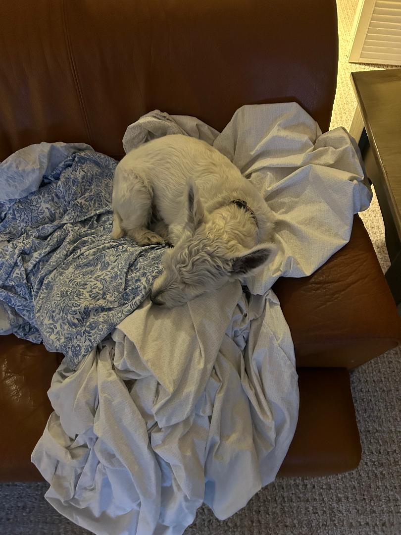 “Lost in Puppydom: Rory Dylan Stephen’s Puppydom”: THE ABDUCTION OF ...
