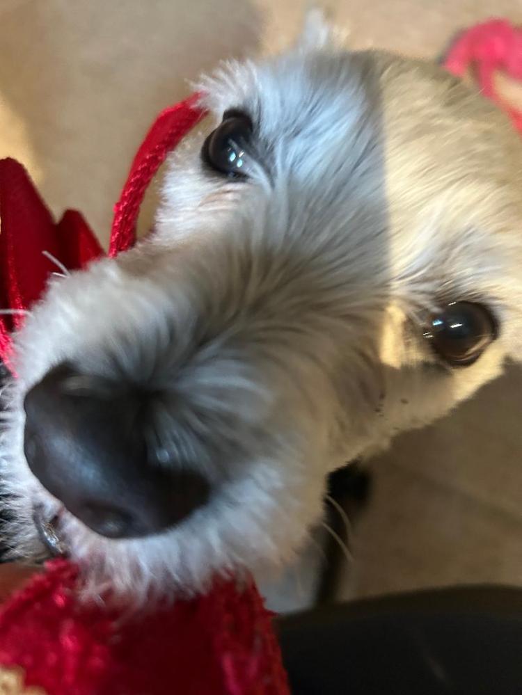 “Lost in Puppydom: Rory Dylan Stephen’s Puppydom”: THE ABDUCTION OF ...